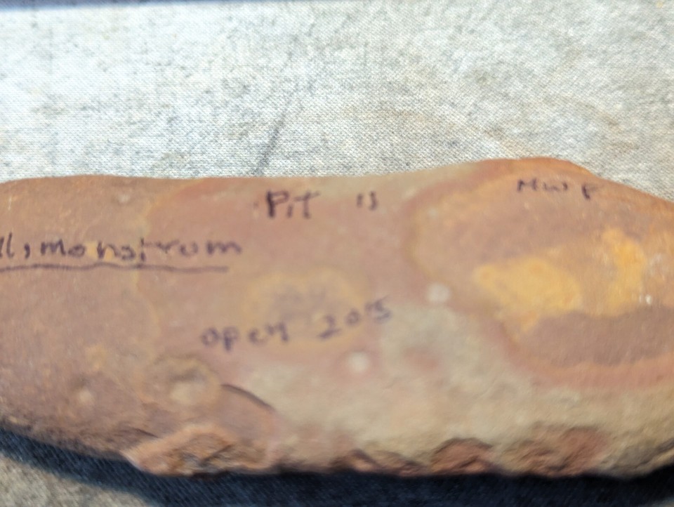 Mazon Creek Fossil Tully Monstrum , Large eye bar, Pit 11 ex MWF ...