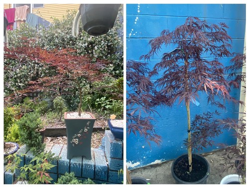 Japanese Maple Red Dragon Weeping | eBay