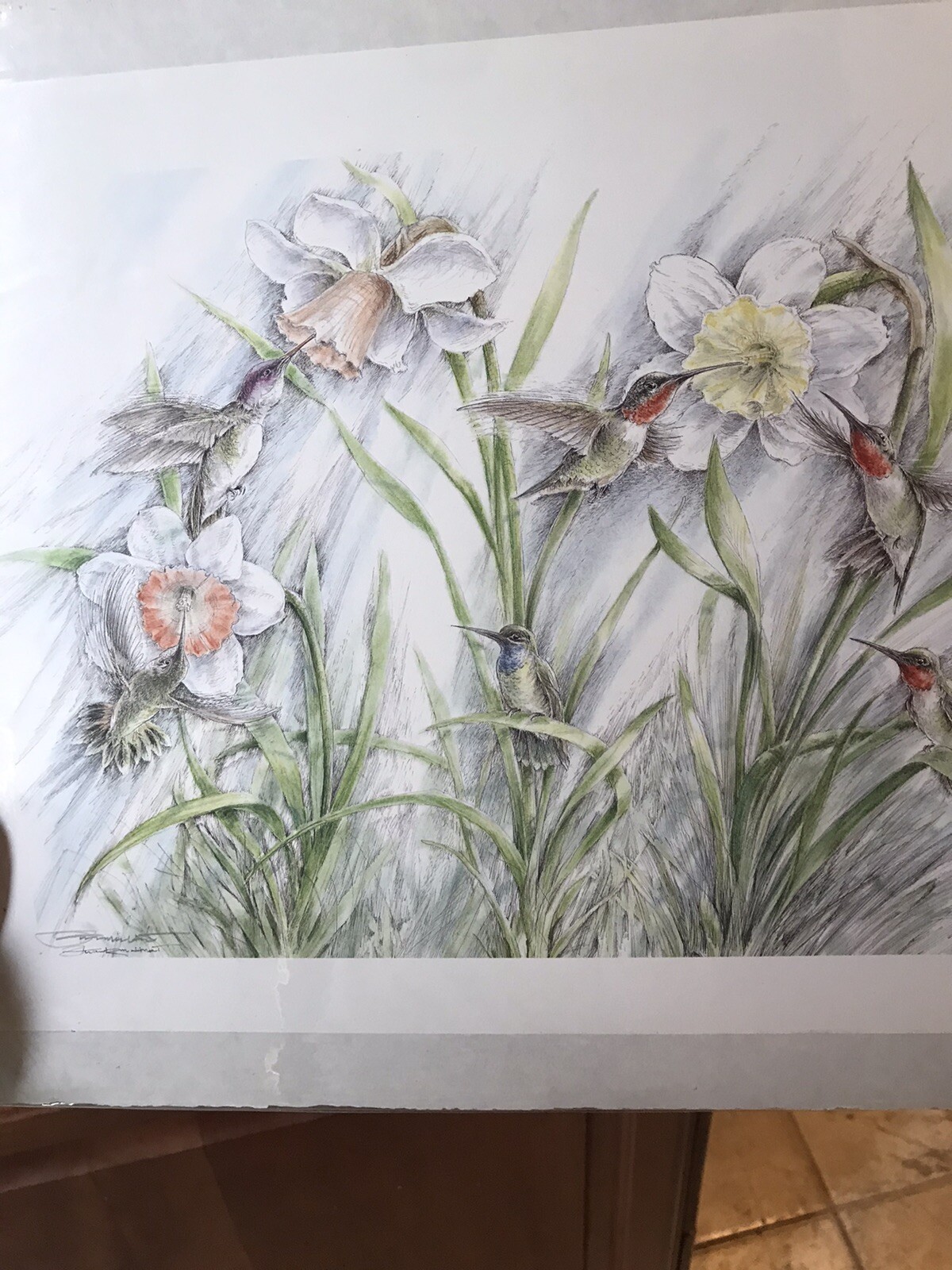 Frank M Hnat Signed Print # 118/300 "HUMMINGBIRDS AT DAFFODILS " w Card ...