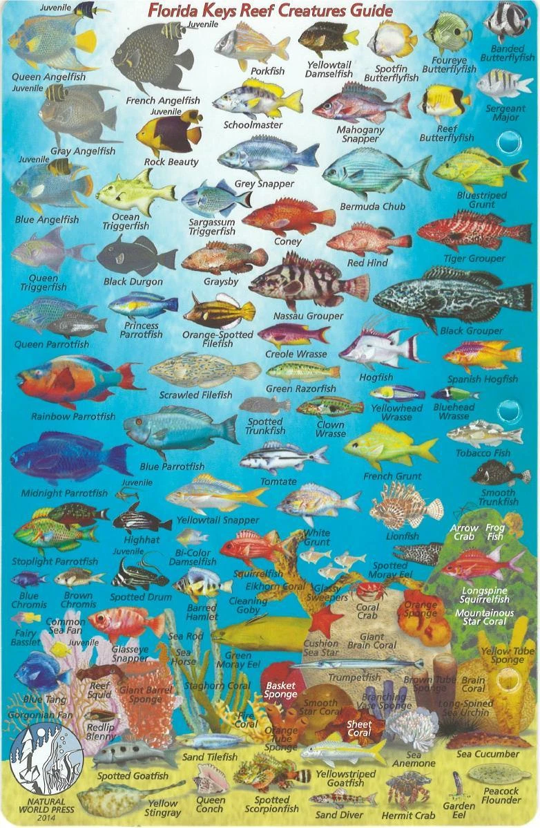 Reef Florida Keys Charts