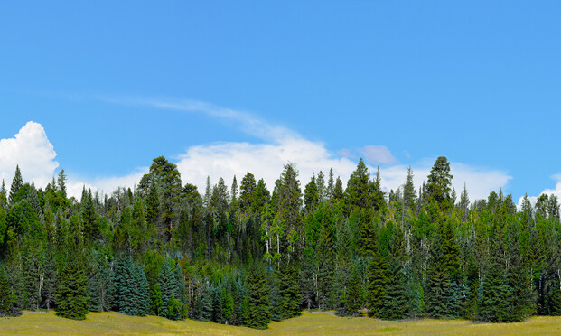 TrainJunkies Pine Forest III Model Railroad Backdrop | eBay