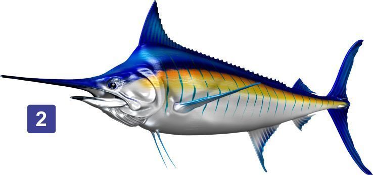 Stripped Marlin Vinyl Sticker Fish Decals for Boat Car Vehicle Truck ...