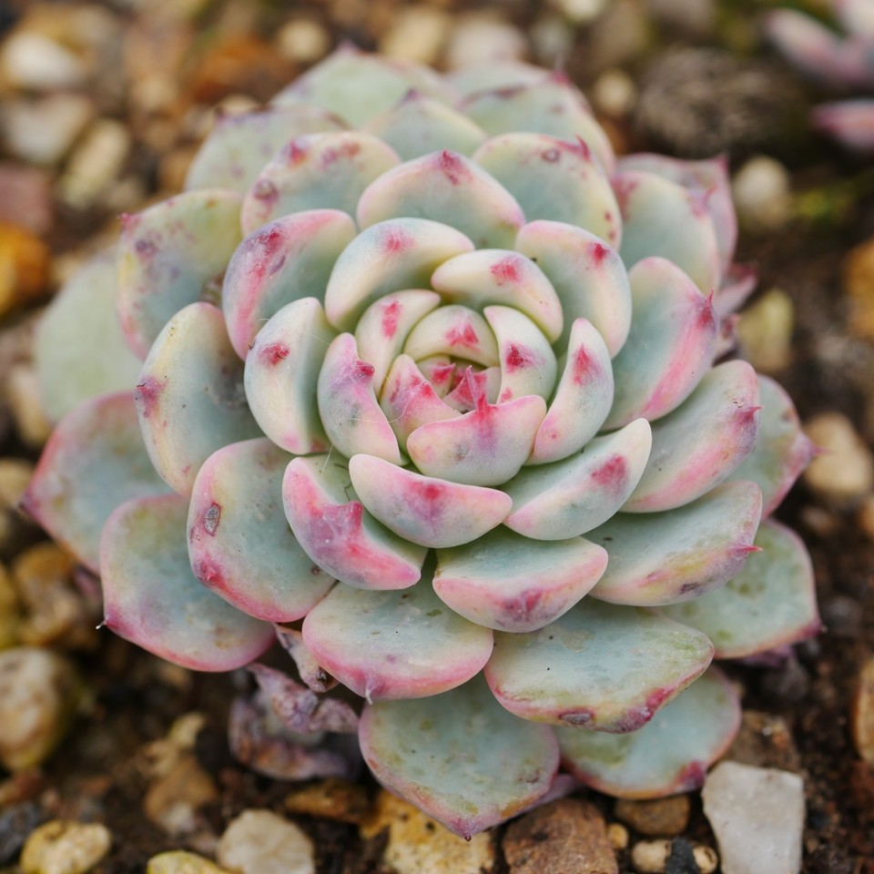 Echeveria Minima Variegated 3cm Plant - Varigated Rare Succulent | eBay UK