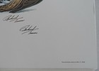 Richard Timm Porcupine 22"x28" Registered & Signed Lithography Fine Art ...