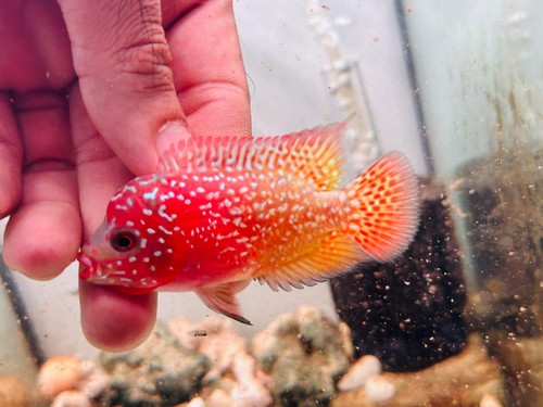 Red & Golden Kamfa F2 Kamfa Flowerhorn Super Color High Quality PNPV 31 ...