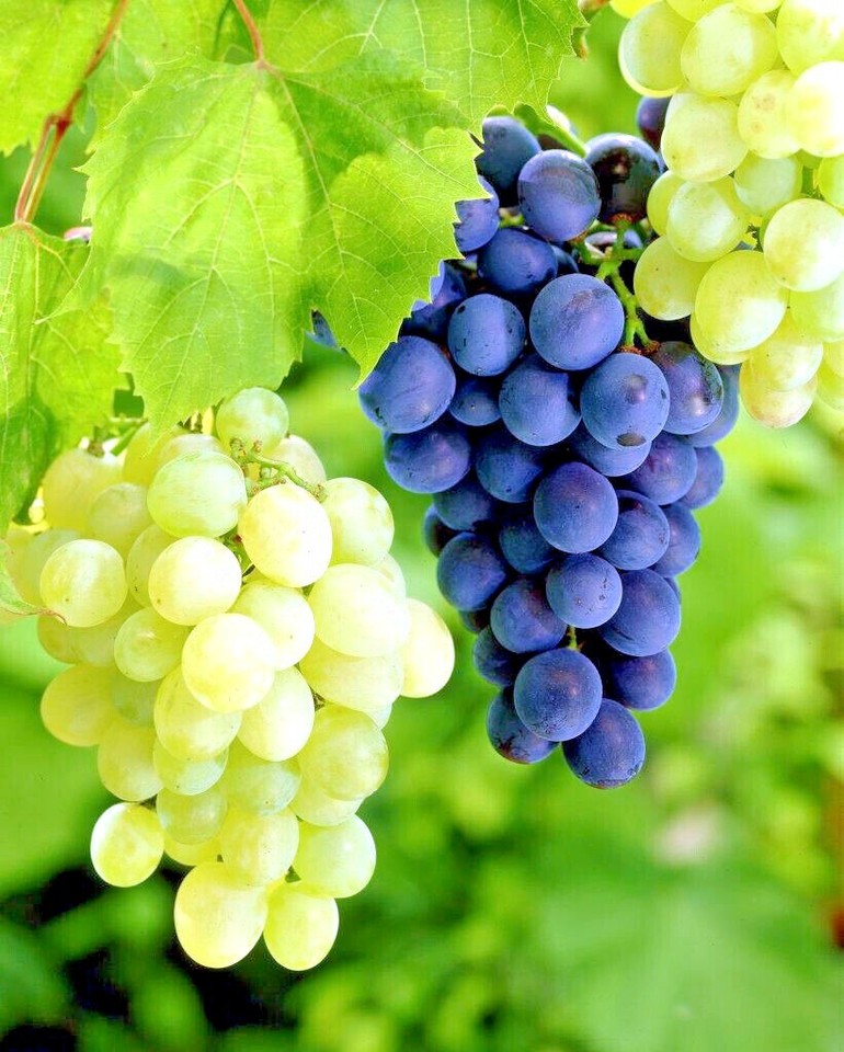 20 WINE GRAPE SEEDS (Vitis vinifera) Vine Tree Fast Hardy Garden Fruit ...