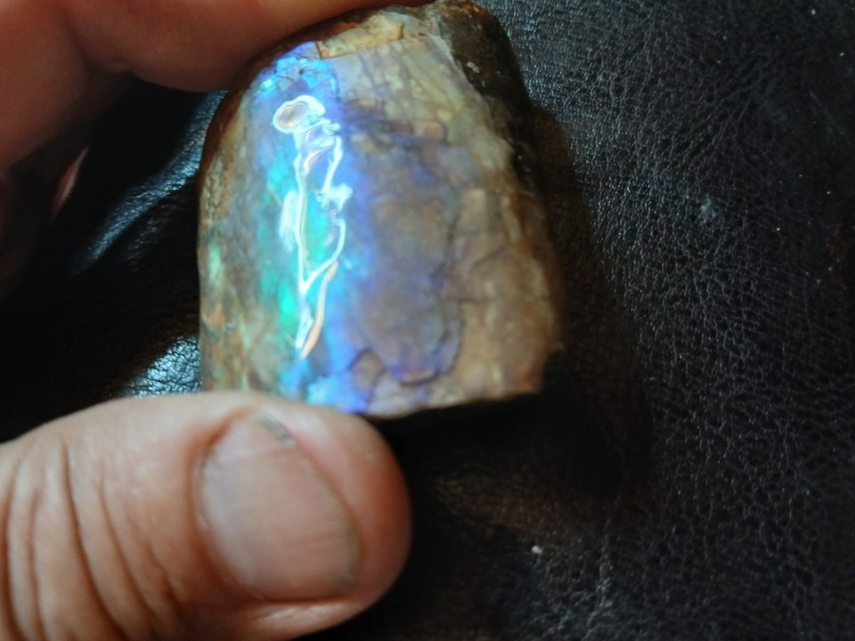 Rare Deeply Colored/Baculite/Ammolite/opalized Brilliant/iridescent/gem ...