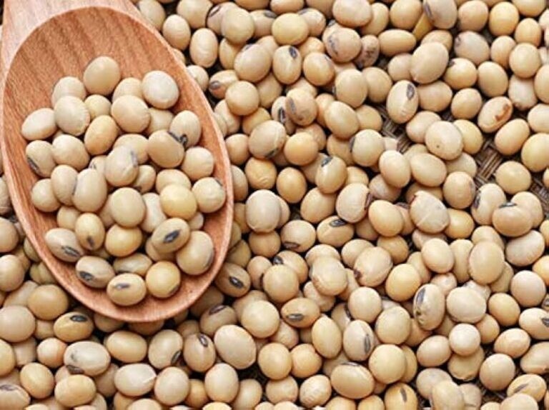 Organic Soy beans Healthy Fresh – Non-GMO, Bulk, Organic, Healthy, For ...