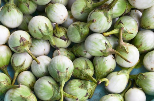 SEEDS African Eggplant Solanum Macrocarpon Exotic Rare Fruit | eBay