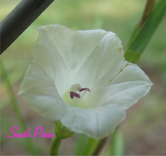 ipomoea Lacunosa - White Star Morning Glory - 12 seeds - whitestar ...