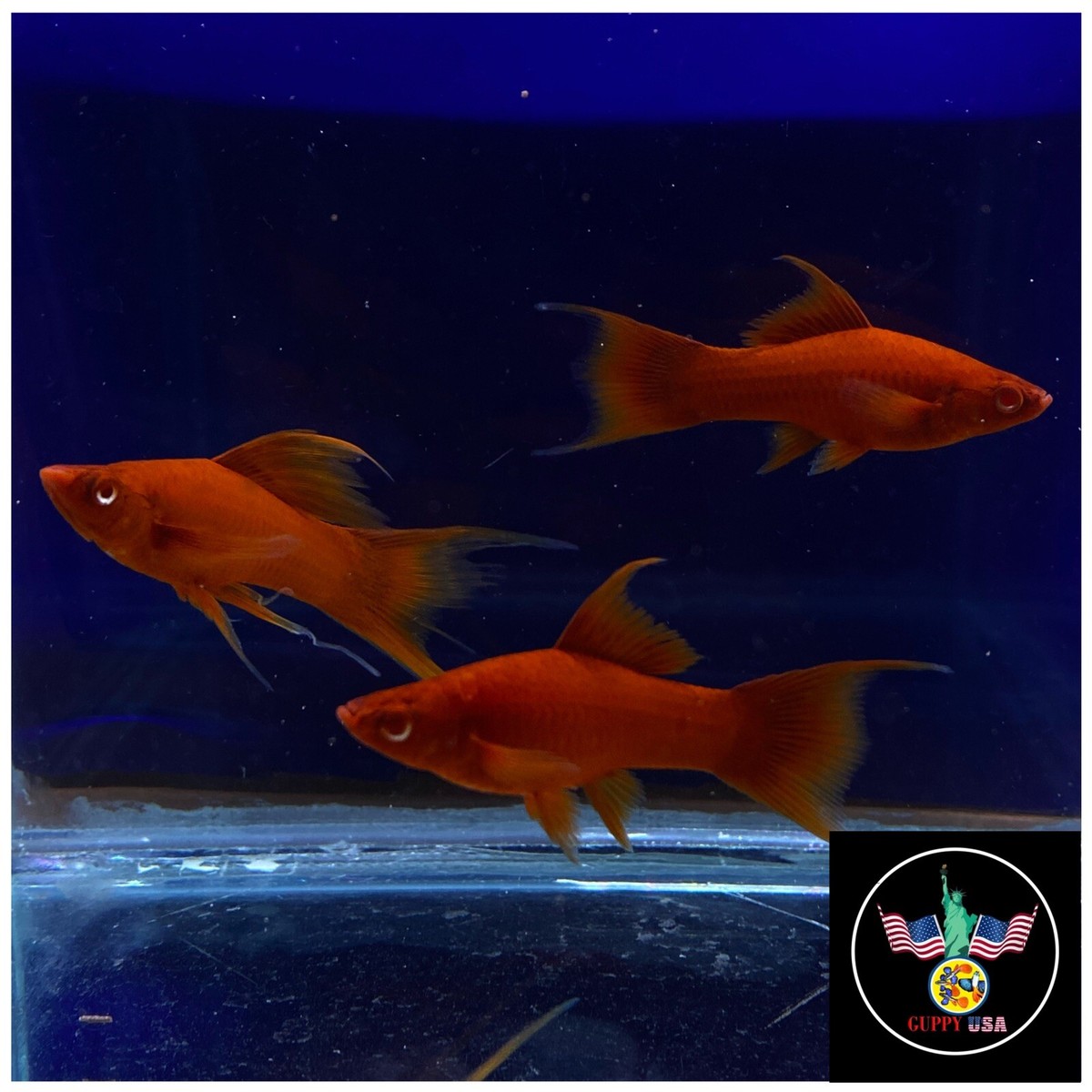 Swordtail Breeding