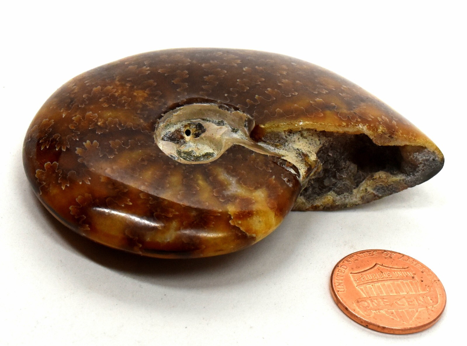 70mm Ammonite Fossil Spiral Shell Natural Fossilized Mineral Specimen ...