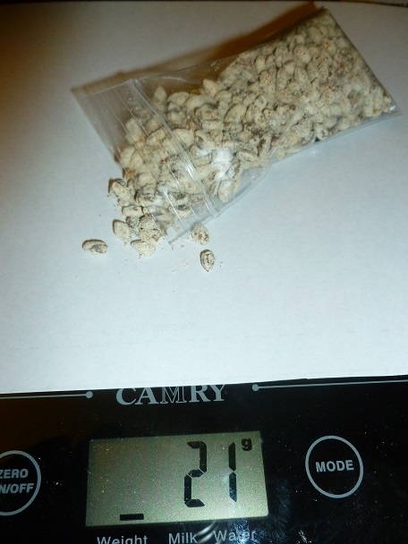 WHITE OREGON TRUFFLE mushroom spores spawn/mycelium (on dry seeds) | eBay