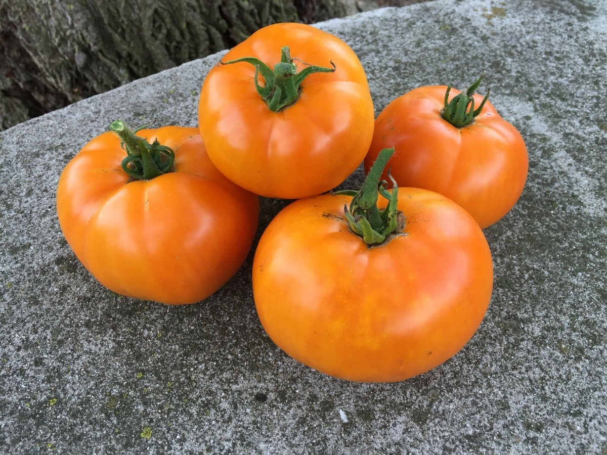 Boda De Tomate En Nebraska