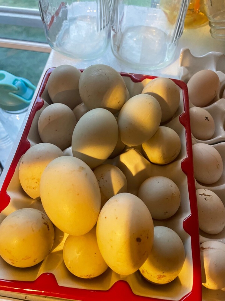 8+ call duck hatching eggs. Mixed color flock | eBay