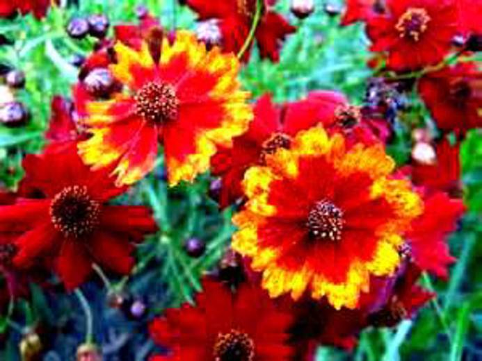 Dwarf Red Plains Coreopsis! 50 seeds! Beautiful Bright Red Color! Comb ...