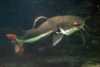 Live 12 Inch Redtail Catfish | eBay