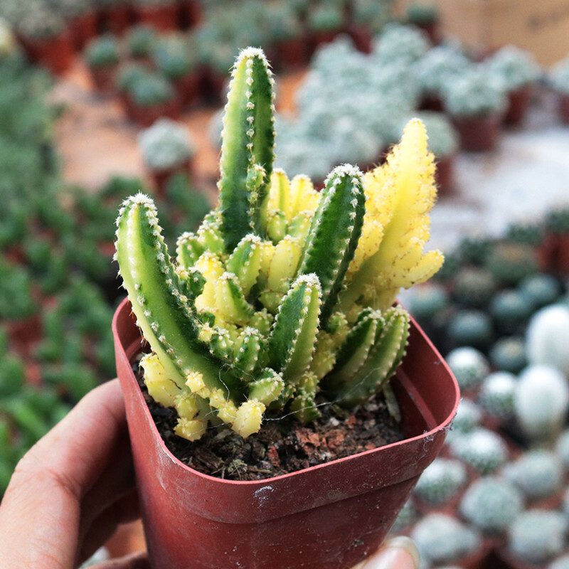 Cereus Cereus Jamacaru Cactus Growth In Desert Garden