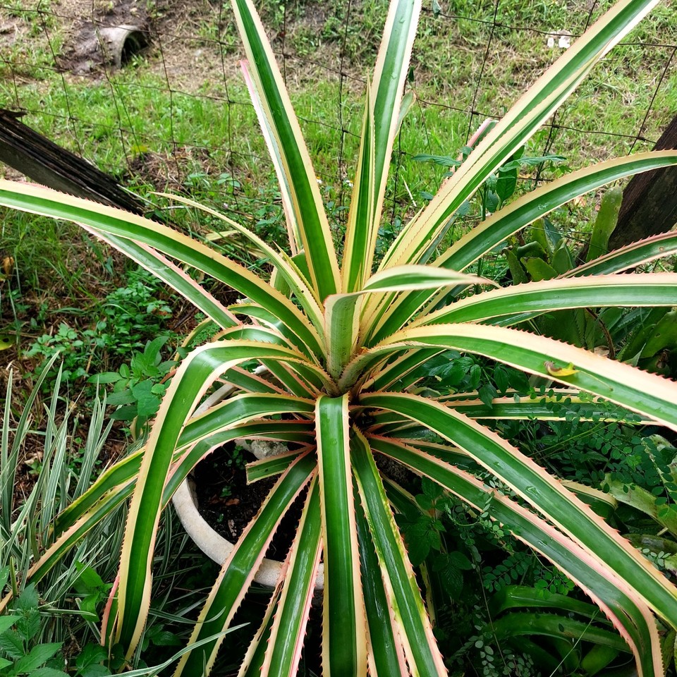 Florida Ivory Coast- Ananas Comosus Variegated pink Pineapple 🍍 ...