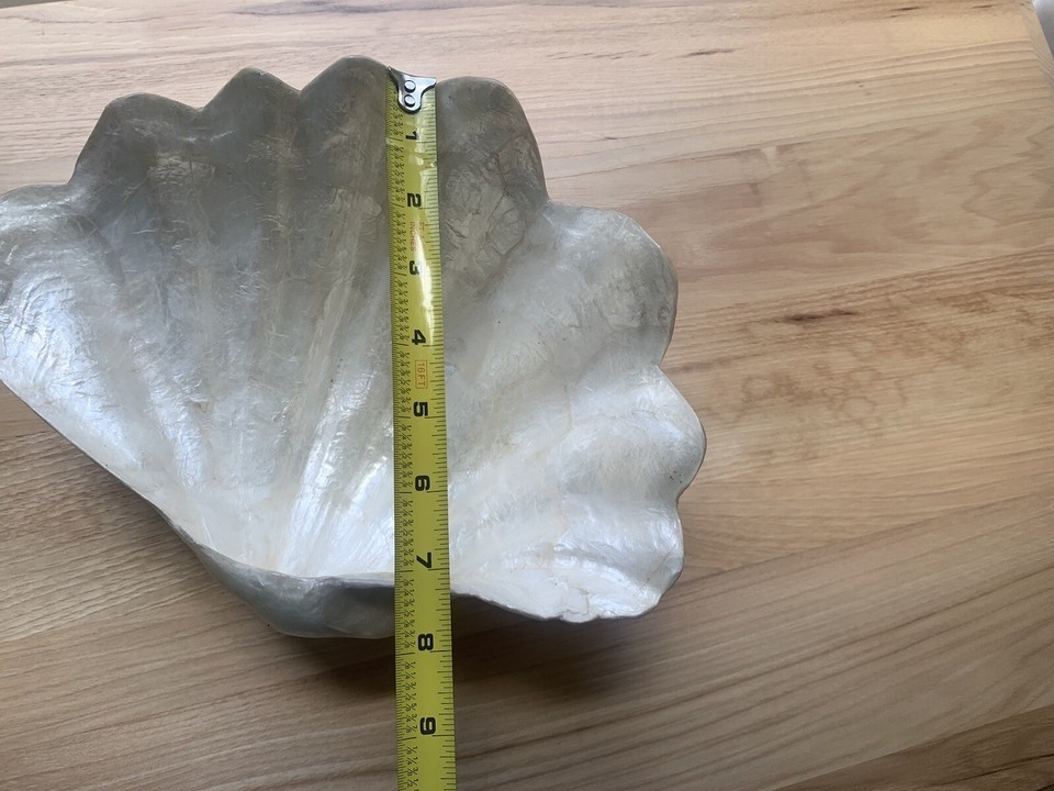Rare!! Half Clam Shell Large And Real Beach Nautical Bowl Display Prop ...