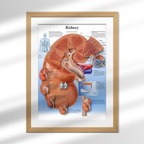 Diagram Of Kidney Anatomy Human Physiology Medical Educational Canvas ...
