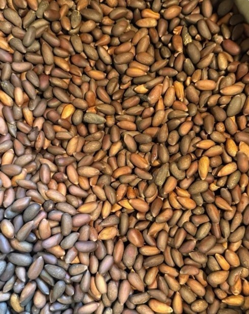 Utah Raw Fresh Pinyon Nut Pine Nuts 2025 Harvest With Shell By the ...