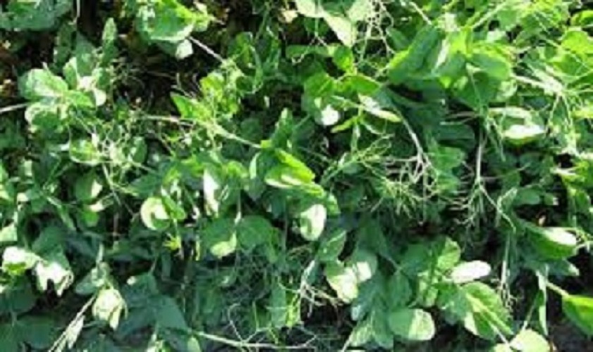 10 Lbs Deer Hunters FALL DEER FOOD PLOT SEED MIX Wheat Oats Rye Peas ...