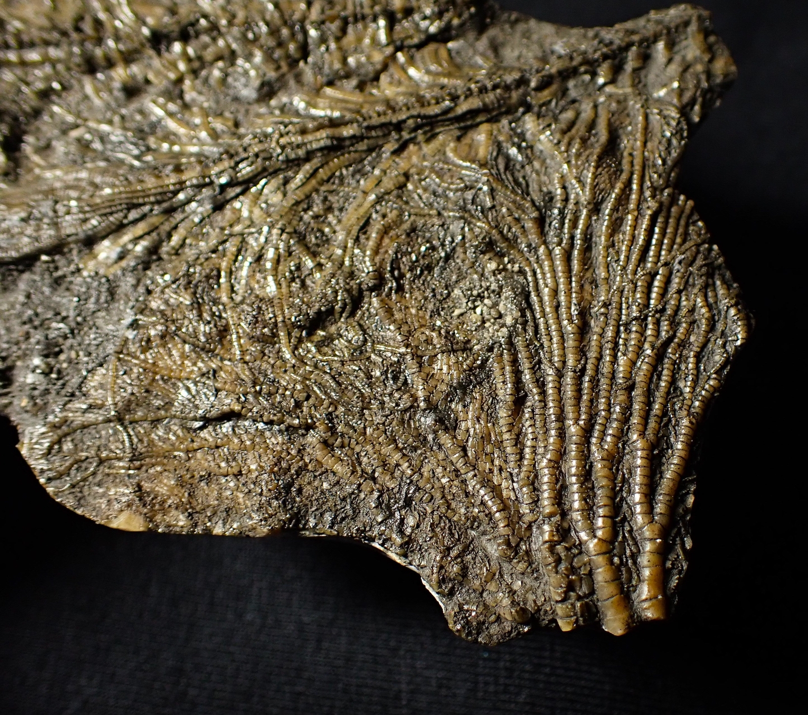 Large and rare highly detailed multi-crinoid fossil (220 mm) Jurassic ...