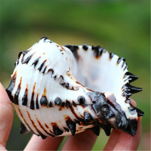 1 Natural Black Murex Shell Sea Snail Conch Spiral Seashell Nautical ...