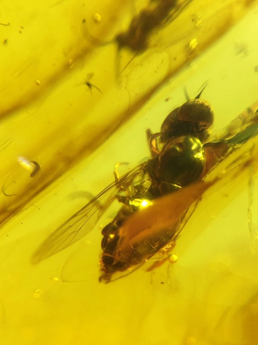 Burmese burmite Cretaceous bee insect fossil amber Myanmar | eBay