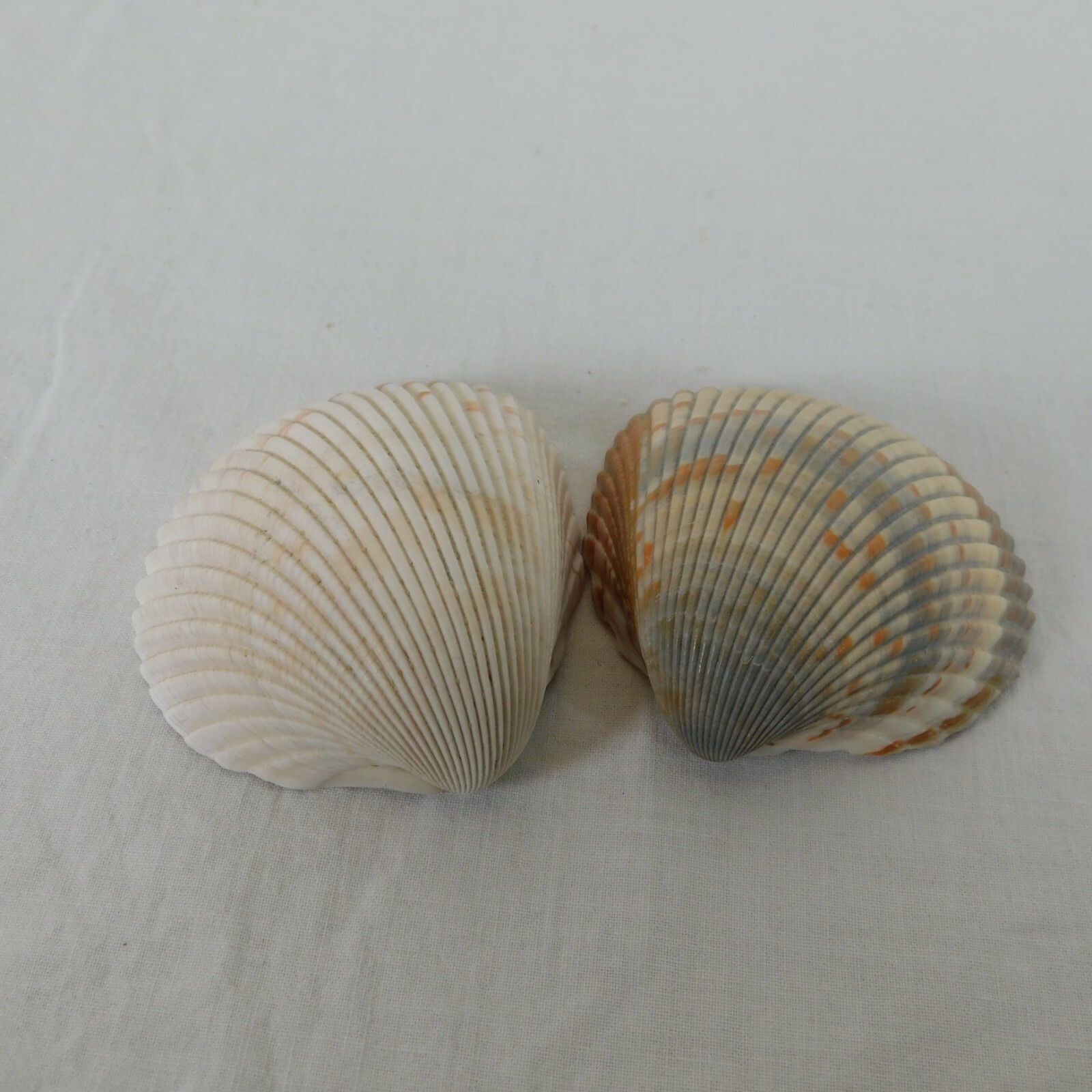 Lot of 10 Cockle Shells Ocean Beach Decor Aquarium Craft Ocean Sea ...