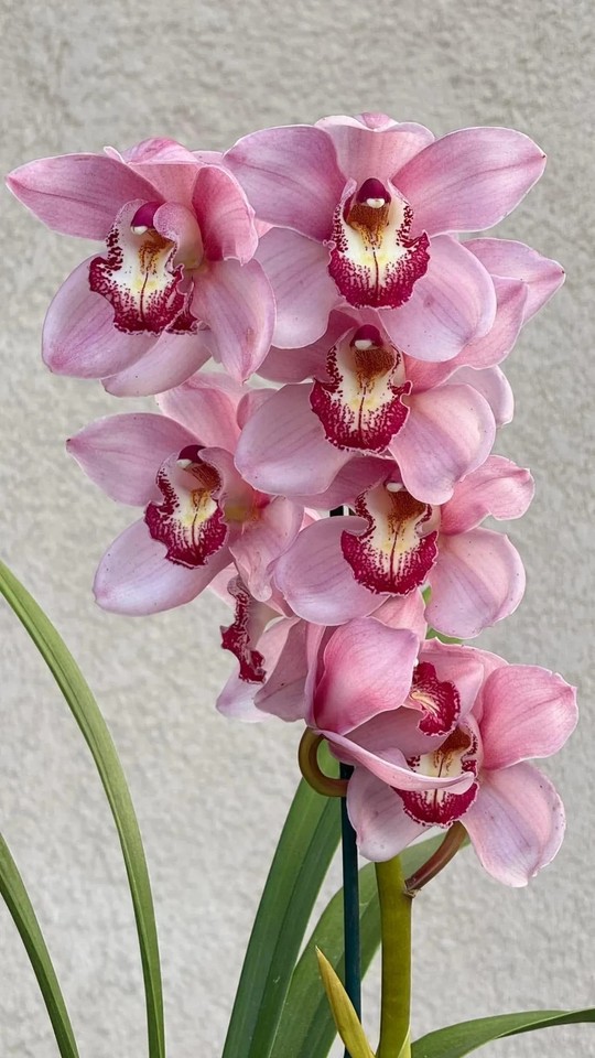 Cymbidium Barrita Sanguine 'Pink Perfection' ~ 1 1/2 Gallon Pot | eBay