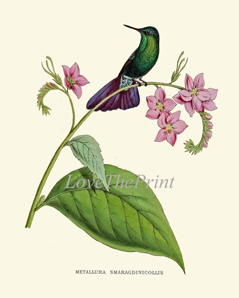 Vintage Hummingbird Prints Wall Art Set of 4 Bird Pink Tropical Flowers ...