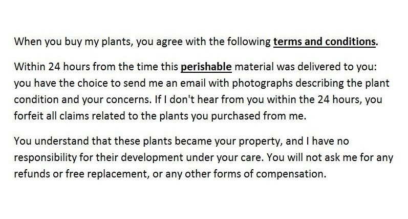 10 organic rare Red Raripila Mint plant herbal tea strong flavor ...