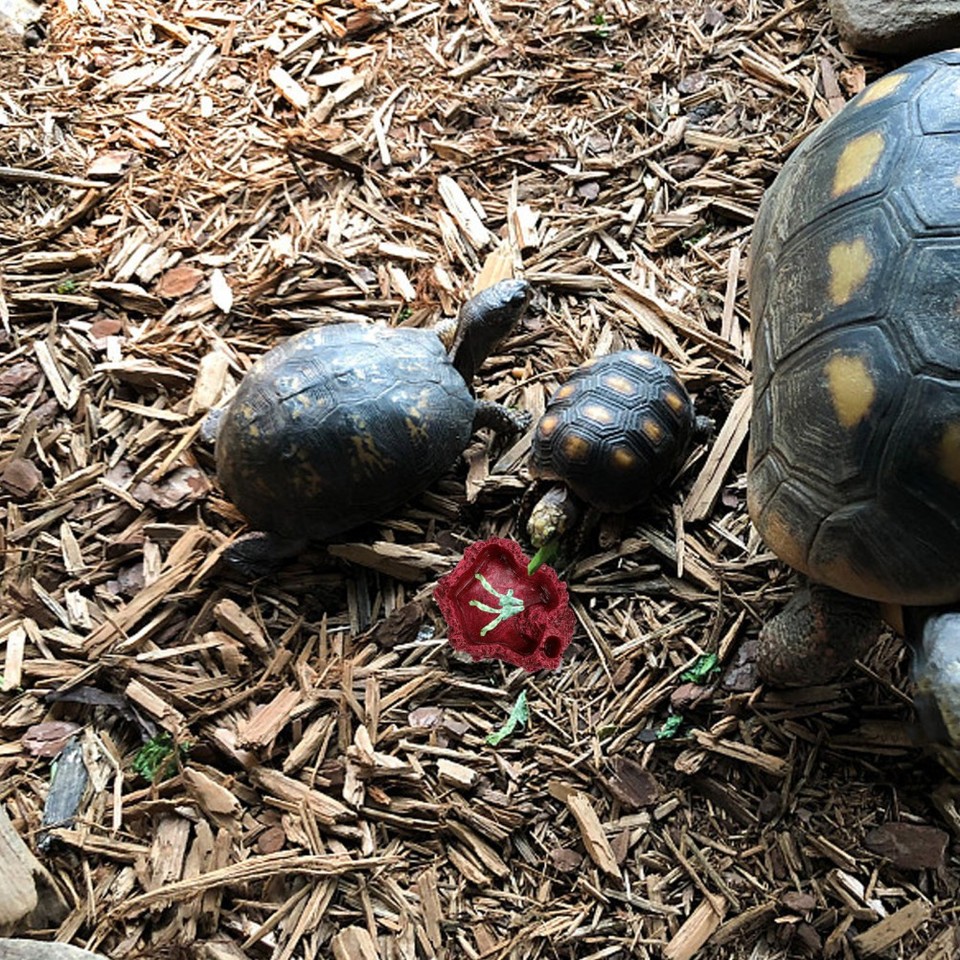 2 Pcs Lizard Water Bowl Reptile Bowls Resin Turtle Dish Food Basins ...