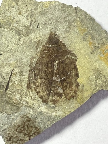 Unique and authentic collection of insect fossils A112 | eBay