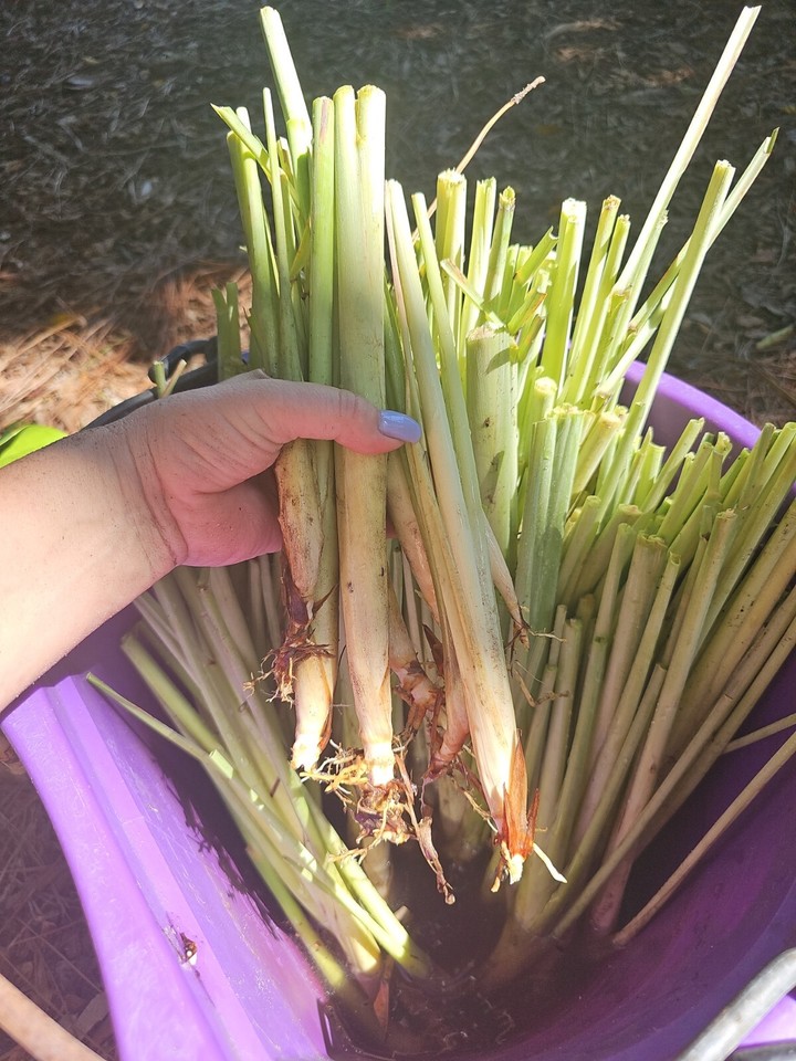 5 Lemongrass Stalks Plugs Live Cymbopogon Plant Healthy Herb Lemon ...