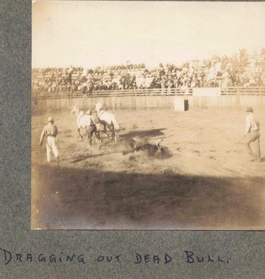 1905 OrGNL TIJUANA Photo BULLFIGHT DRAGGING OUT DEAD BULL Baja MEXICO ...