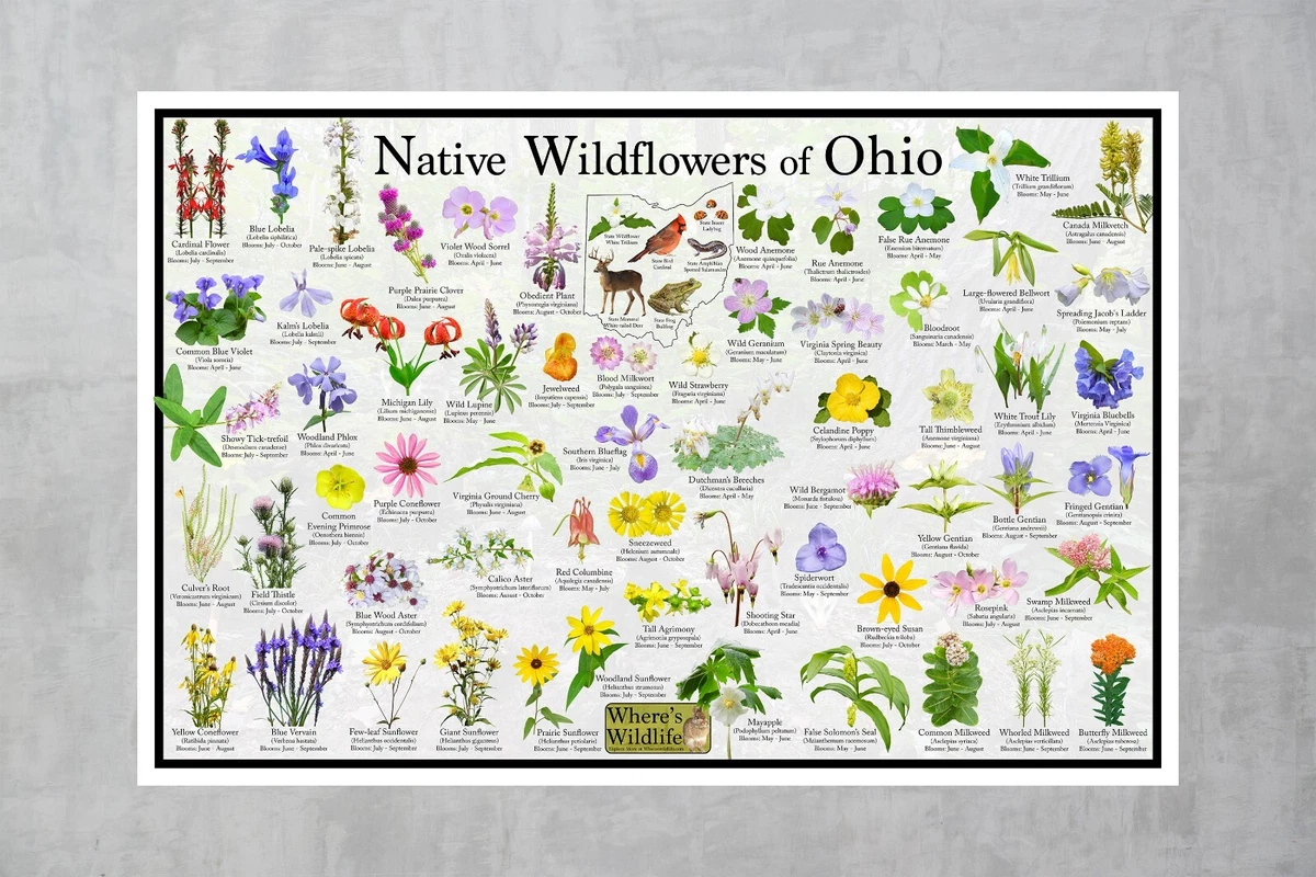 Wildflowers Of Ohio | Best Flower Site