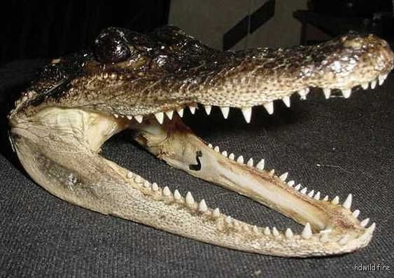 REAL 5" GATOR HEAD OFF 3' FLORIDA AMERICAN ALLIGATOR skull teeth ...