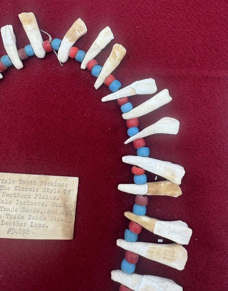 Northern Plains Native American Indian Bead Buffalo Tooth Necklace ...
