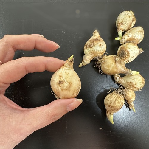 5-100 Mix Dwarf Daffodil Bulbs Narcissus Corm Spring Flower Garden ...