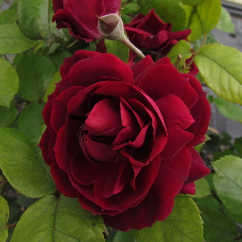 Highgrove - 5.5lt Potted Climbing Garden Rose - Deep Red - Fragrant ...