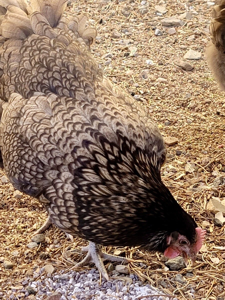 Chocolate Bantams