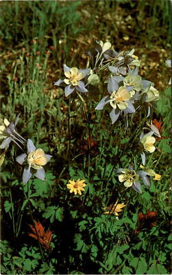 Colorado, Mountain Columbine, Indian Paint Brush, Mountain Daisy ...