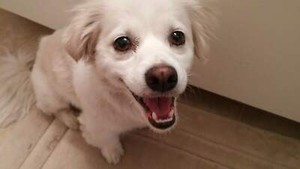 The White Dog Trading Post | eBay Stores