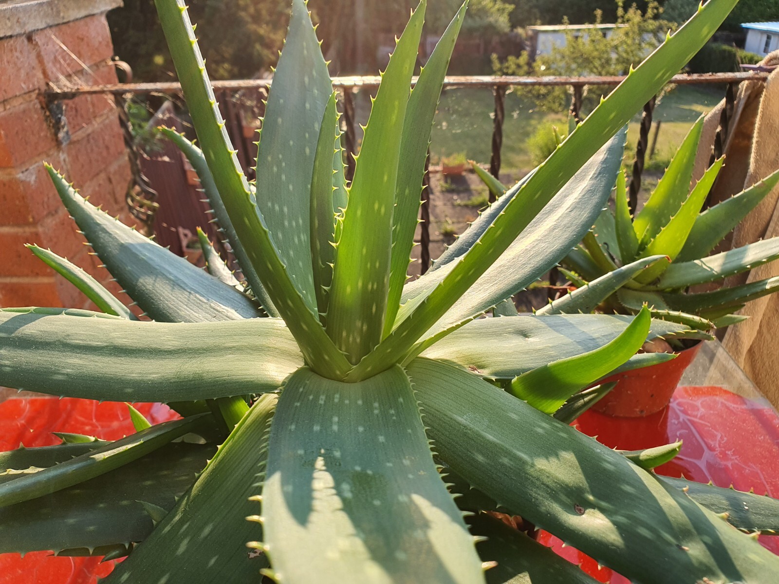 LARGE Aloe Vera Plant - Rare Medicinal Cold Weather Variant Suited For ...