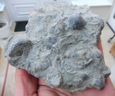 Fossil Brachiopods etc... Wren's Nest (Wenlock Limestone), UK ...