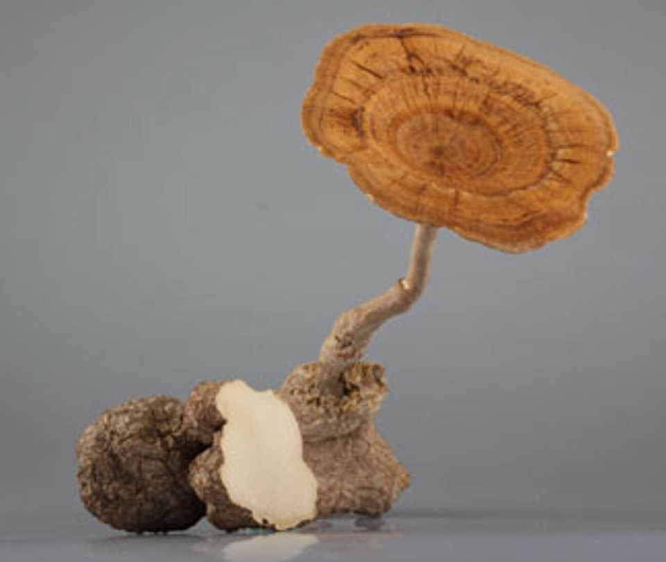 Tiger Milk Mushroom Lignosus rhinocerus Lung Respiratory Immune Support ...