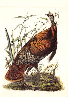 WILD TURKEY by John James Audubon 1987 Dover Pub. Postcard 5721c | eBay